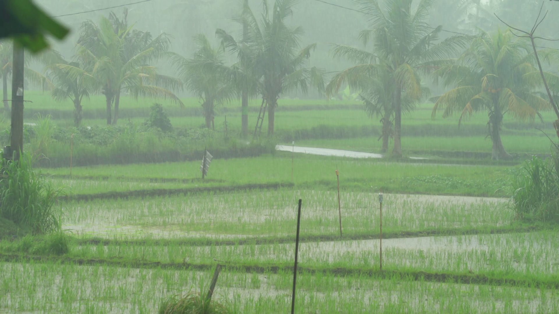 ପୁନର୍ଜନ୍ମ ପାଇଲା ଚାଷ ଜମି